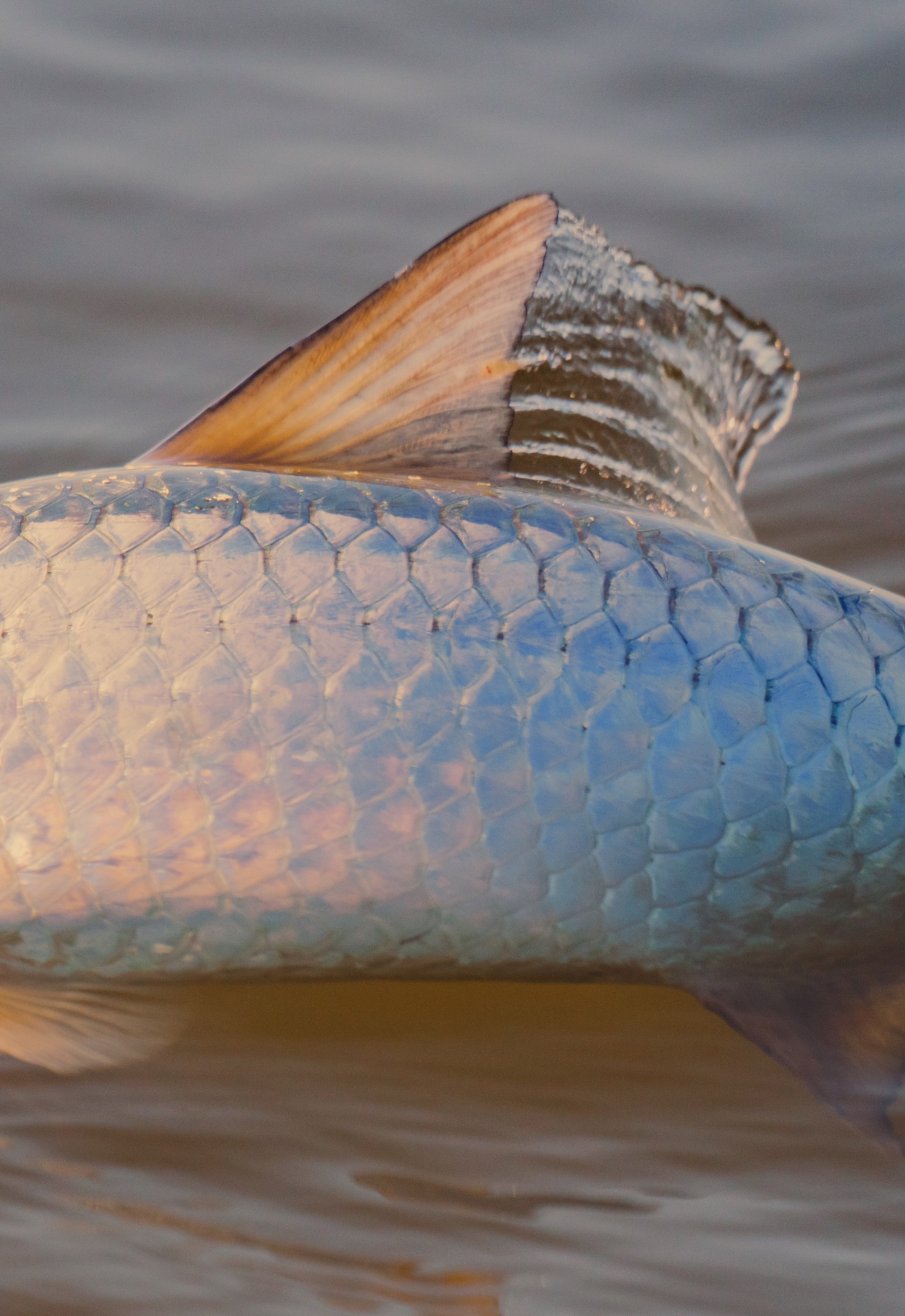 Captain Nate Weber | Fly Fishing & Hunting — Florida's Nature Coast